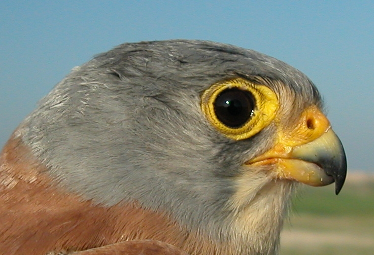 ORDEN FALCONIFORMES | Monteriza