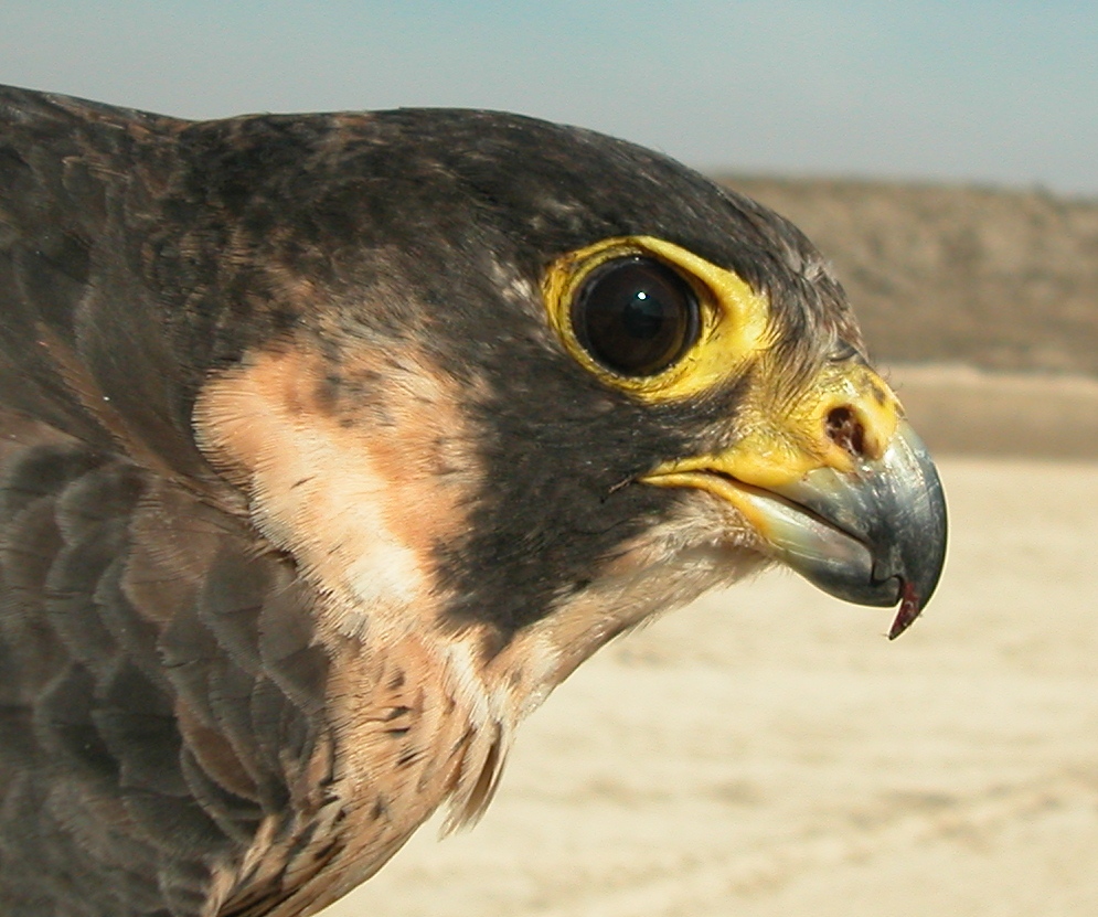 ORDEN FALCONIFORMES | Monteriza