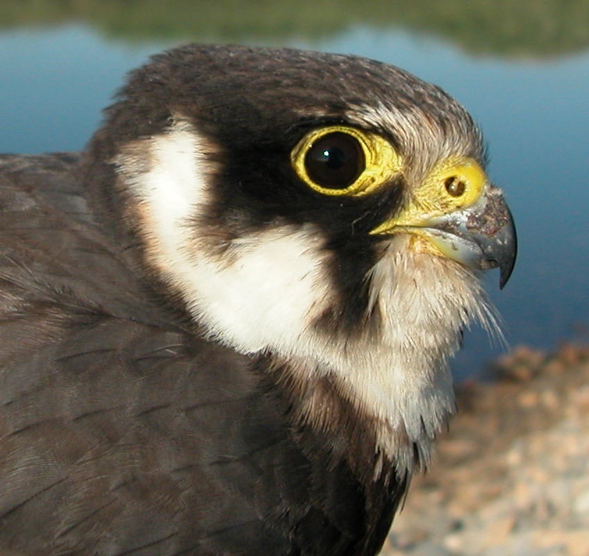 ORDEN FALCONIFORMES | Monteriza
