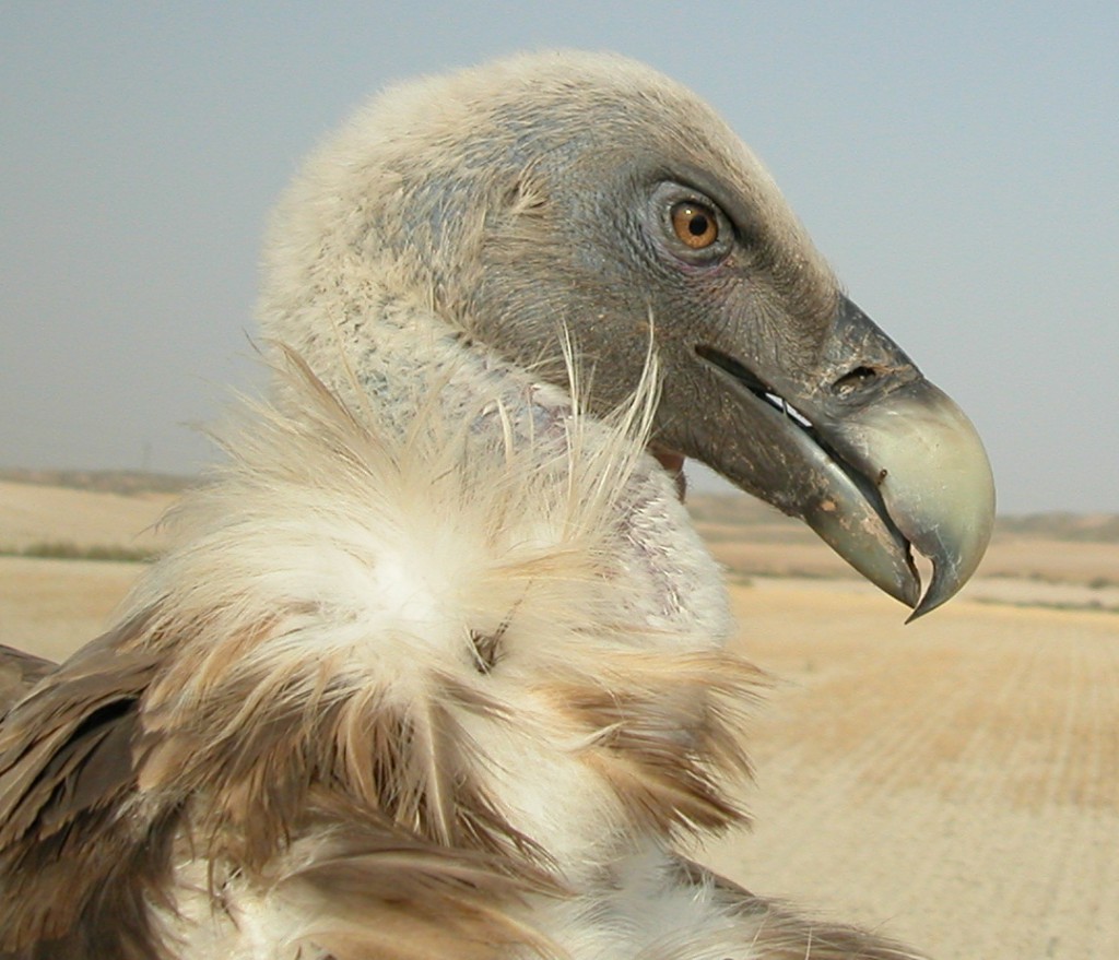 ORDEN FALCONIFORMES | Monteriza