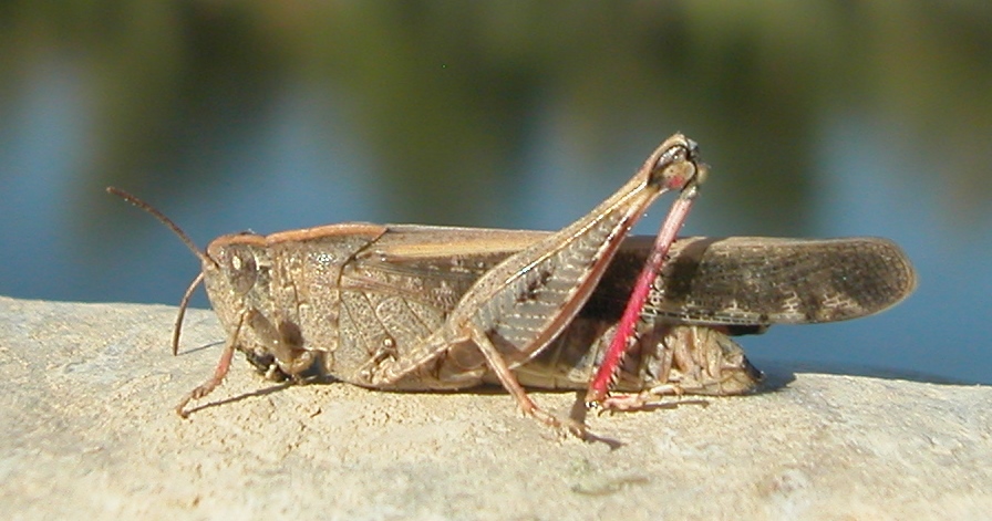 Orthoptera (grillos y saltamontes) | Monteriza