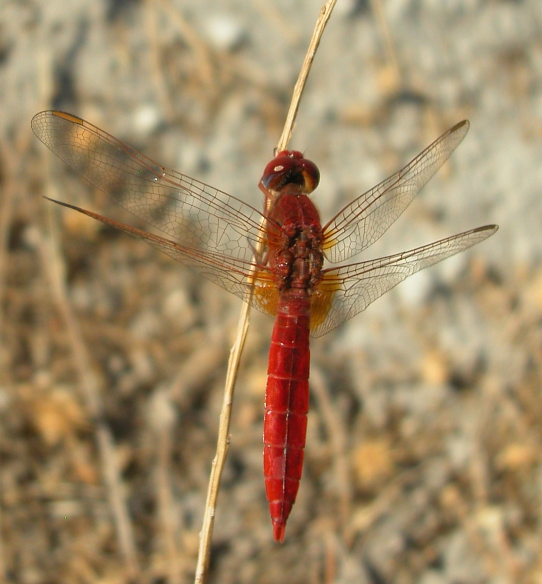 Odonata (libélulas y caballitos del diablo) | Monteriza