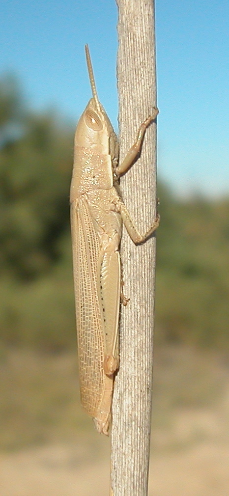 Orthoptera (grillos y saltamontes) | Monteriza
